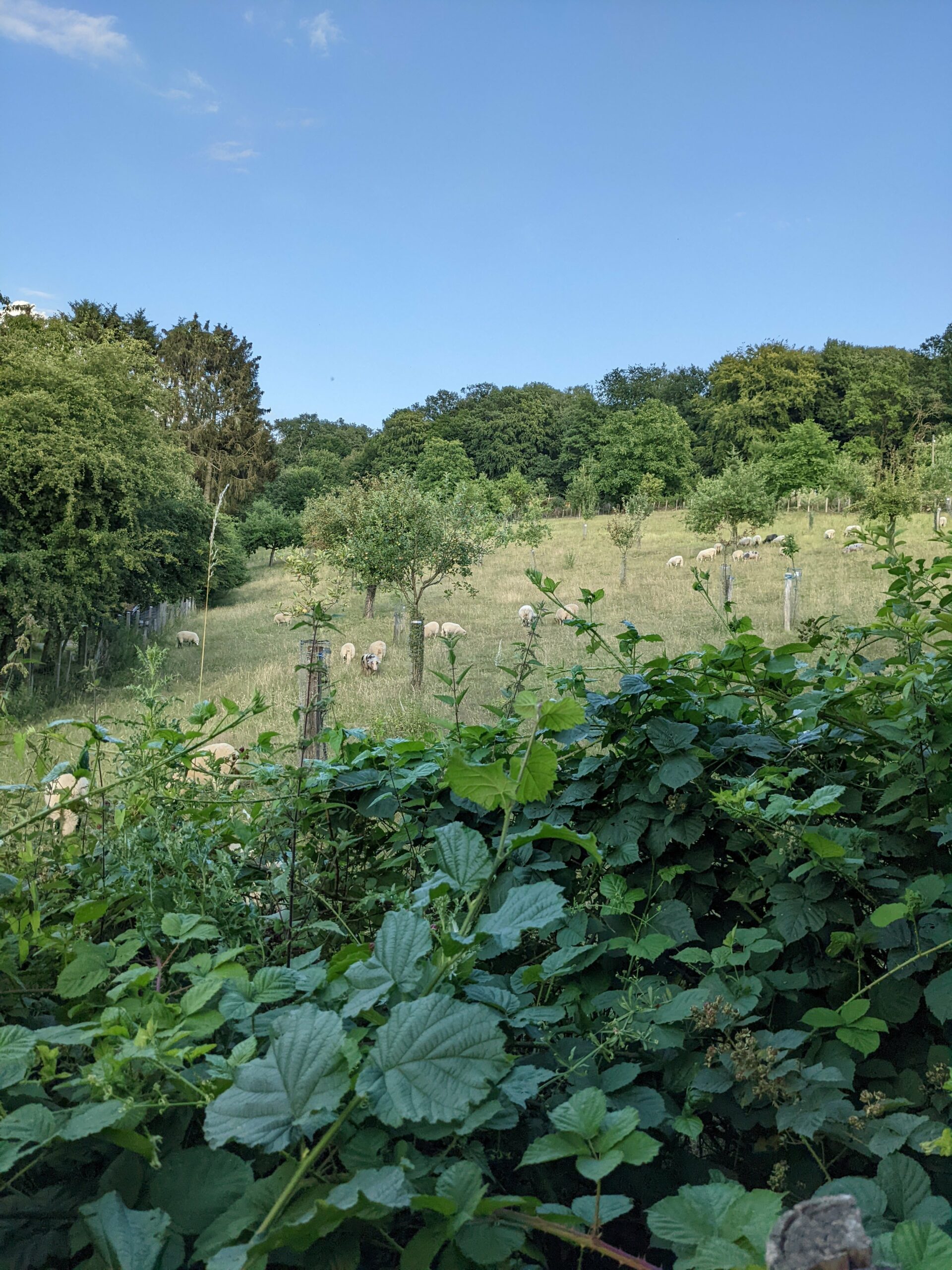 Rundweg A3 vom Wanderparkplatz Grund – Wupperwanderer